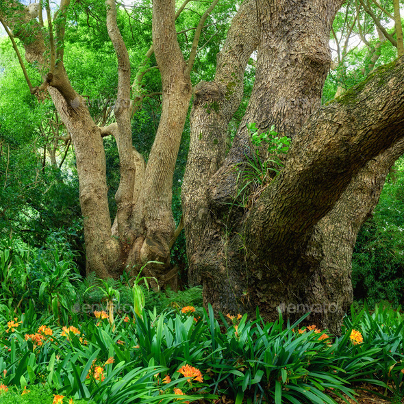 Trees and forests of all types and seasons Stock Photo by ...
