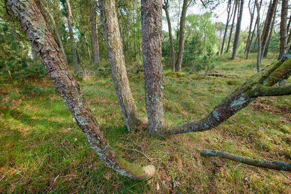 Trees and forests of all types and seasons Stock Photo by ...