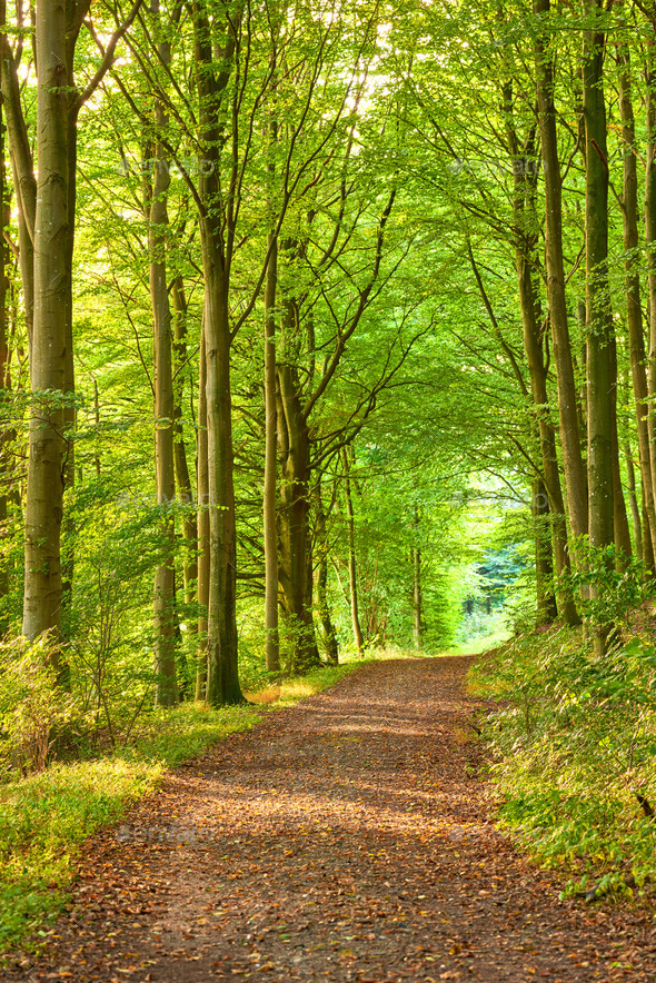 Spring forest. A photo of green and lush spring forest in Denmark ...