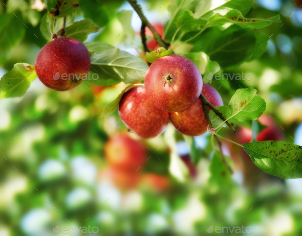 Apples in outdoor setting. A photo of taste and beautiful apples. Stock ...