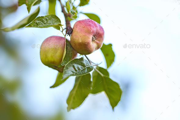 Apples in outdoor setting. A photo of taste and beautiful apples. Stock ...