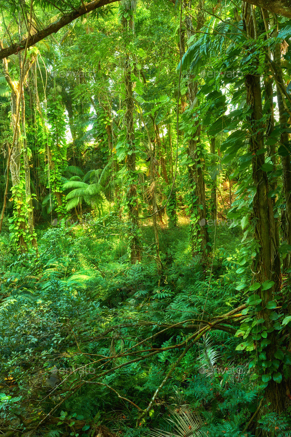 Wild wonders - trees of the jungle Stock Photo by YuriArcursPeopleimages