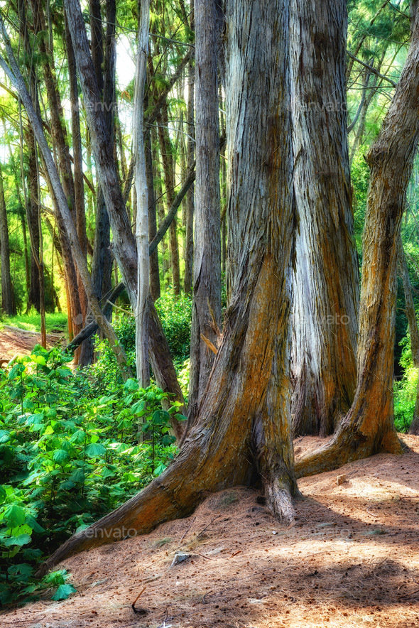 Trees of Oahu, Hawaii Stock Photo by YuriArcursPeopleimages | PhotoDune