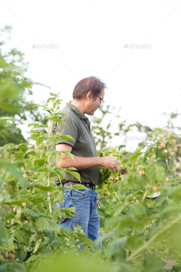 man farming alone Stock Photo by kikea3 | PhotoDune