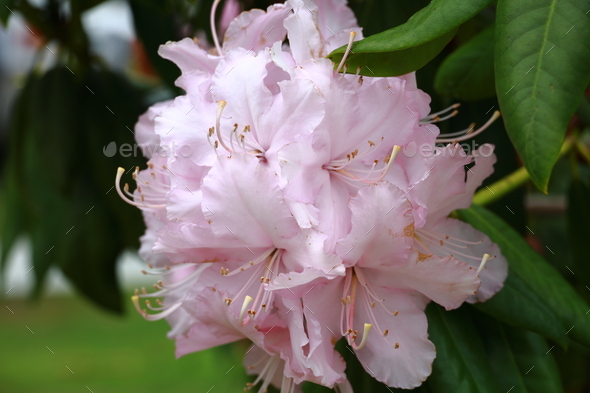 pink rhododendron shrub Stock Photo by stanmorechittima | PhotoDune