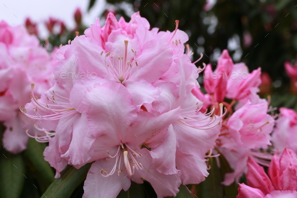 pink rhododendron shrub Stock Photo by stanmorechittima | PhotoDune