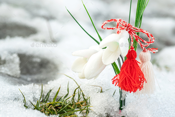 White flower Snowdrops and martenitsa. Traditional Bulgarian symbol of ...