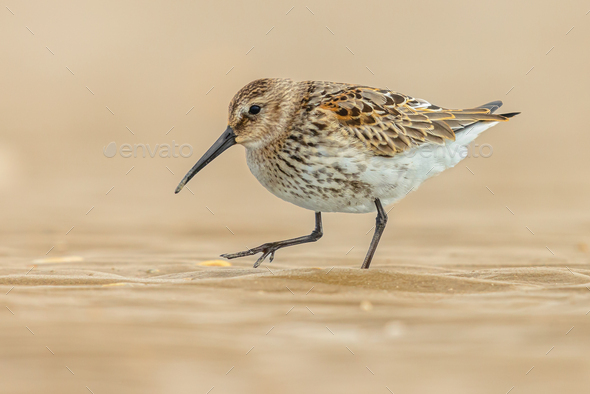 Dunlin wader bird on beach during migration Stock Photo by ...