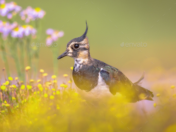Female Northern lapwing hiding between yellow flowers Stock Photo by ...