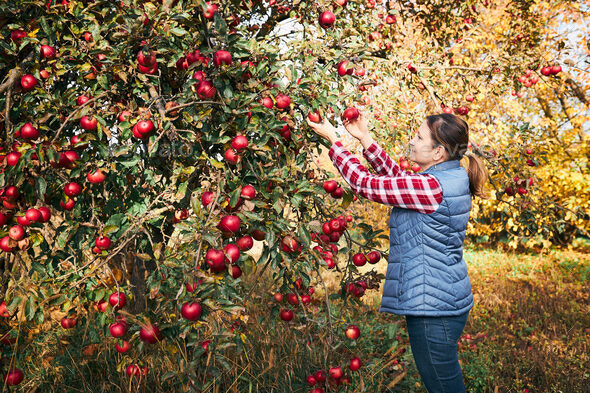 Woman picking ripe apples on farm. Farmer grabbing apples from tree in ...