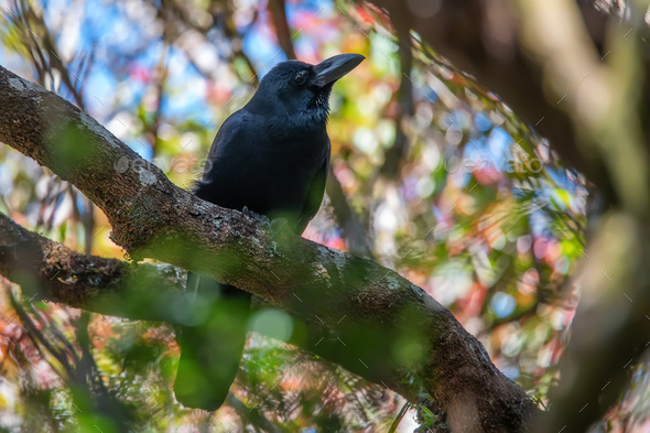 Large-billed Crow or Corvus macrorhynchos perches on a tree Stock Photo ...
