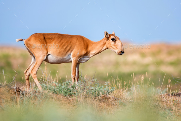 Young saiga antelope or Saiga tatarica walks in steppe Stock Photo by ...