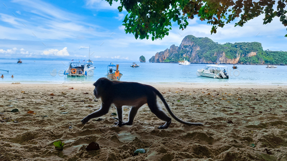 Monkey at the beach in Koh Phi Phi Thailand, Monkey beach Stock Photo by fokkebok