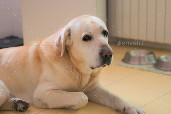 Labrador dog lying down looking at camera Stock Photo by CristianBlazMar