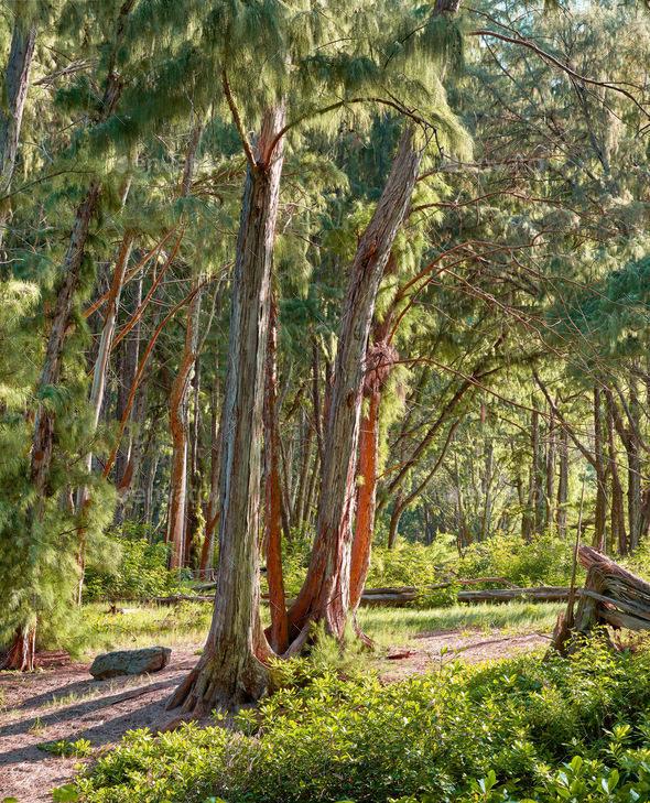Trees of Oahu, Hawaii Stock Photo by YuriArcursPeopleimages | PhotoDune