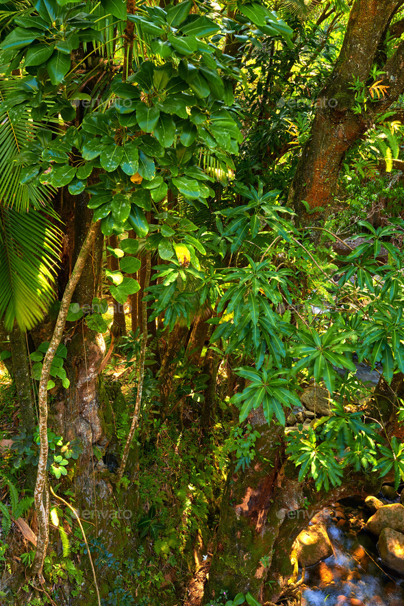 Jungle trees Stock Photo by YuriArcursPeopleimages | PhotoDune