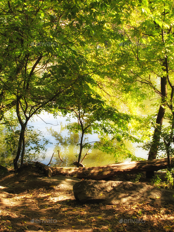 A very sharp and detailed photo of the famous saturated Danish forest ...