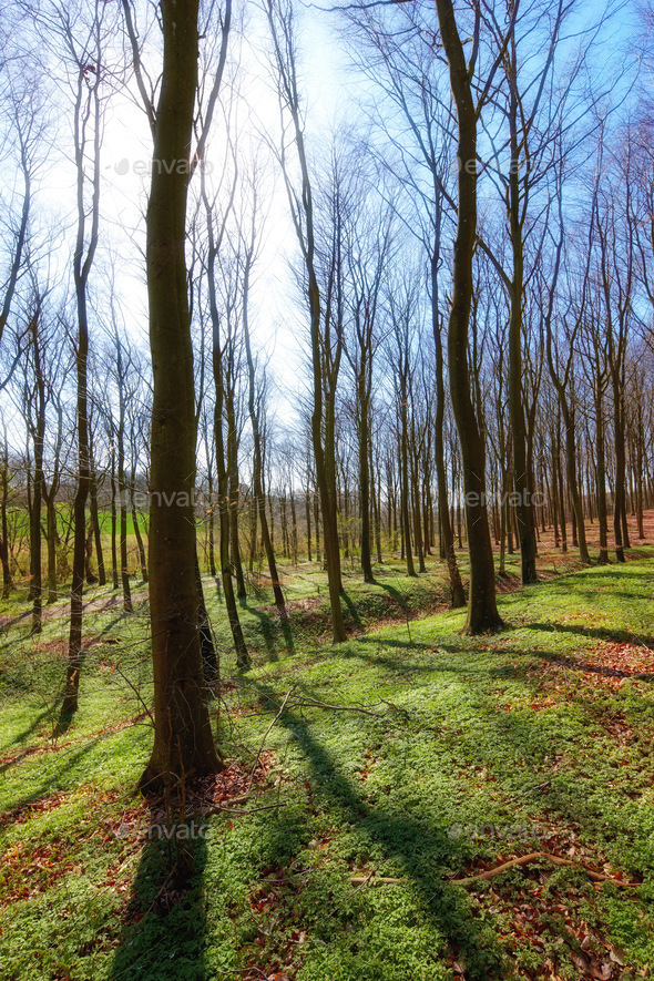 The forest in early spring Stock Photo by YuriArcursPeopleimages ...