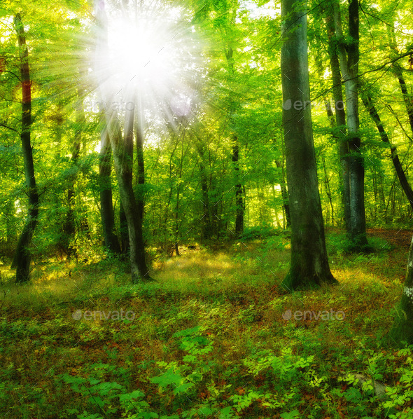 The forest in early spring Stock Photo by YuriArcursPeopleimages ...