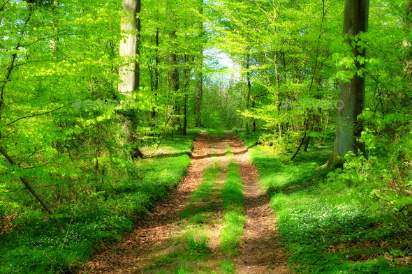 The forest in early spring Stock Photo by YuriArcursPeopleimages ...