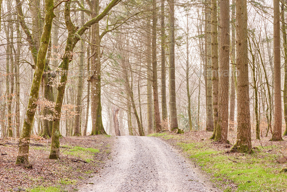 The forest in early spring Stock Photo by YuriArcursPeopleimages ...