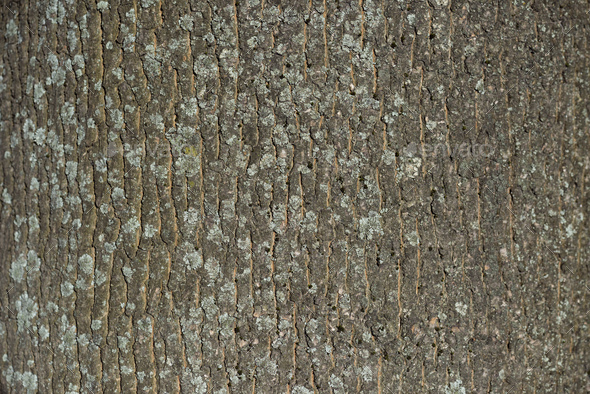 horizontal texture of dry tree bark Stock Photo by LightFieldStudios