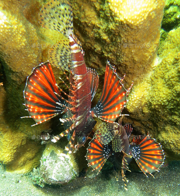 Colorful sea life underwater, shallow underwater seascape Stock Photo ...