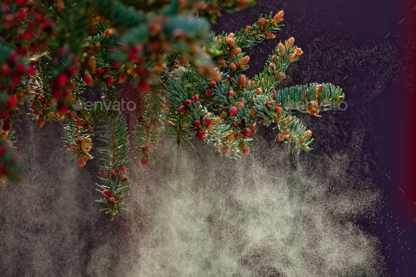 Picea mariana Black Spruce Tree releasing pollen Stock Photo by pilens