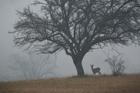Roe deer standing under the tree in autumn morning mist Stock Photo by ...