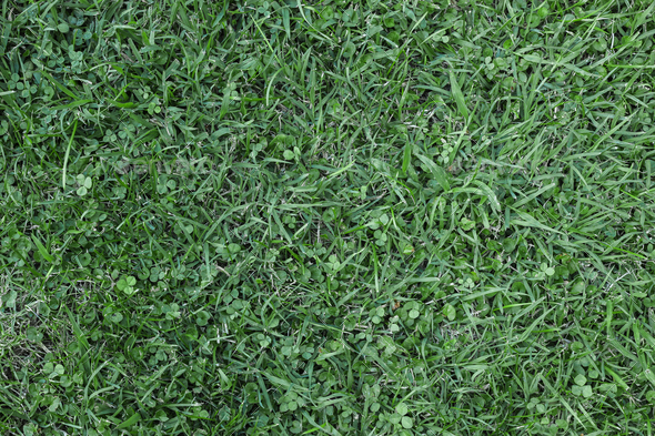 grass texture floor nature garden Stock Photo by CCpreset | PhotoDune