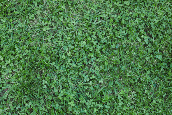 grass texture floor nature garden Stock Photo by CCpreset | PhotoDune