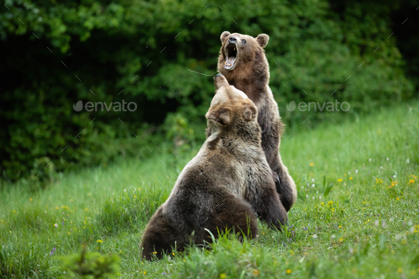 Aggressive brown bear attacking other and roaring loudly. Stock Photo ...