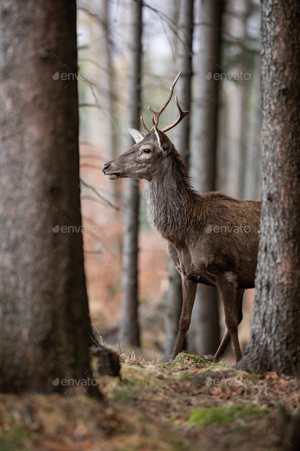 Young red deer stag looking around in spruce monoculture in spring ...