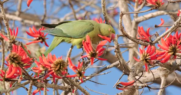 Green Parrot drinks nectar from blooming red flowers, Stock Footage