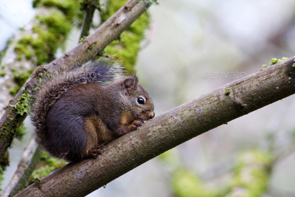 Squirrel on Branch Stock Photo by couragesings | PhotoDune