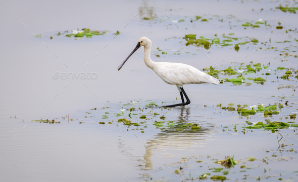 Eurasian spoonbill fishing in the lakeshore at Yala national park ...