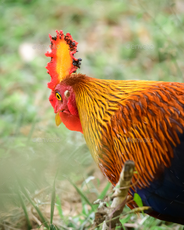 Beautiful Sri Lankan jungle fowl close-up portrait photograph. Stock ...