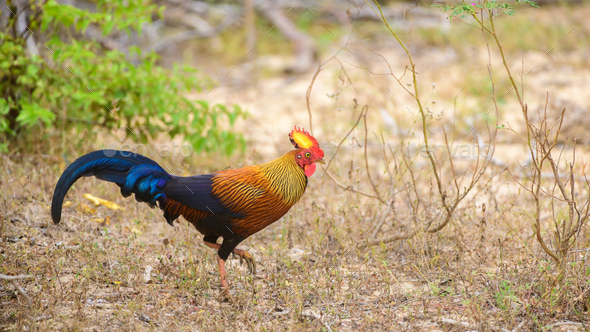Beautiful Sri Lankan jungle fowl foraging the Forests of Yala national ...