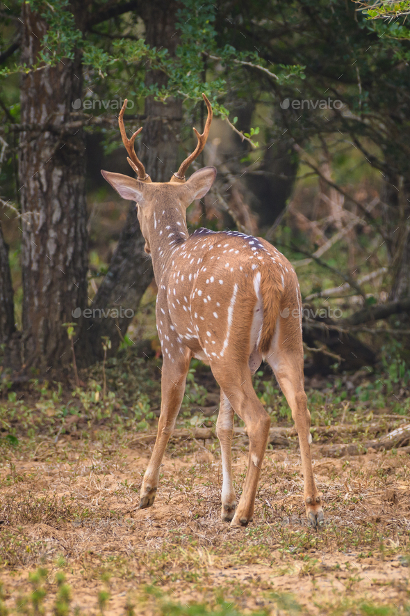 Beautiful Sri Lankan axis deer with antler walking into the bushes in ...