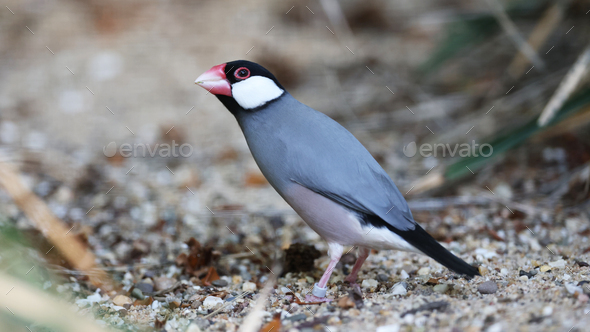 Close up view of a Java sparrow (Lonchura oryzivora) Stock Photo by ...