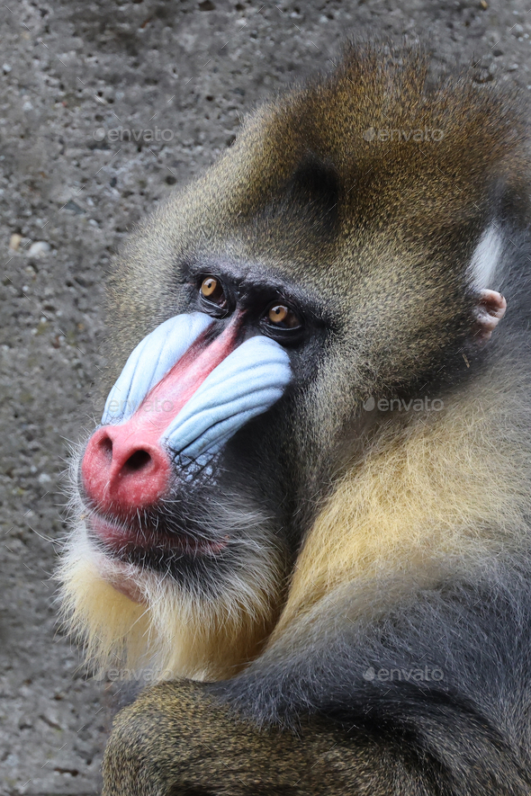 Close up view of a Mandrill (Mandrillus sphinx) Stock Photo by Edwin-Butter