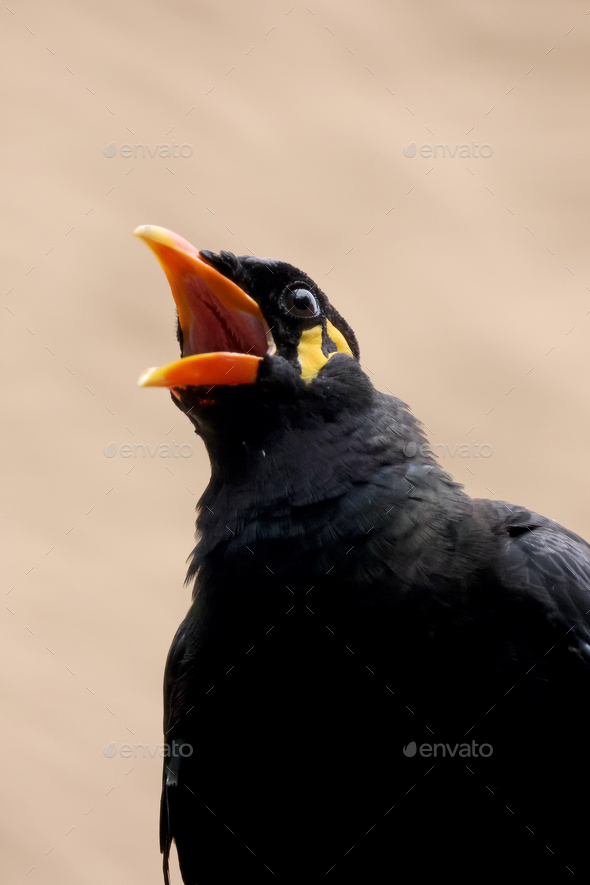 Close up view of a common hill myna (Gracula religiosa) Stock Photo by ...