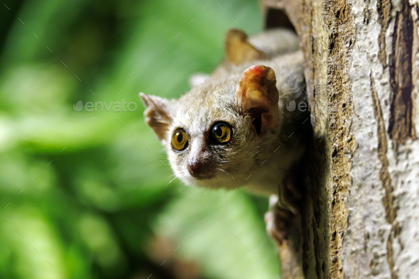 Close up view of a Gray mouse lemur (Microcebus murinus) Stock Photo by ...