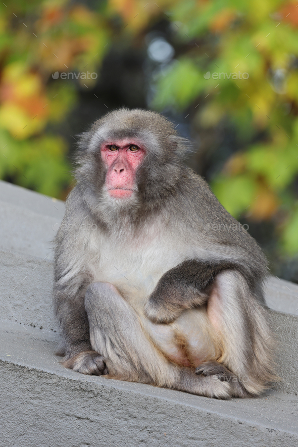 Close up view of a Japanese macaque (macaca fuscata) Stock Photo by ...