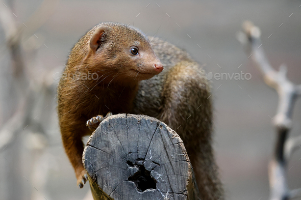 Close up view of a common dwarf mongoose (Helogale parvula) Stock Photo ...