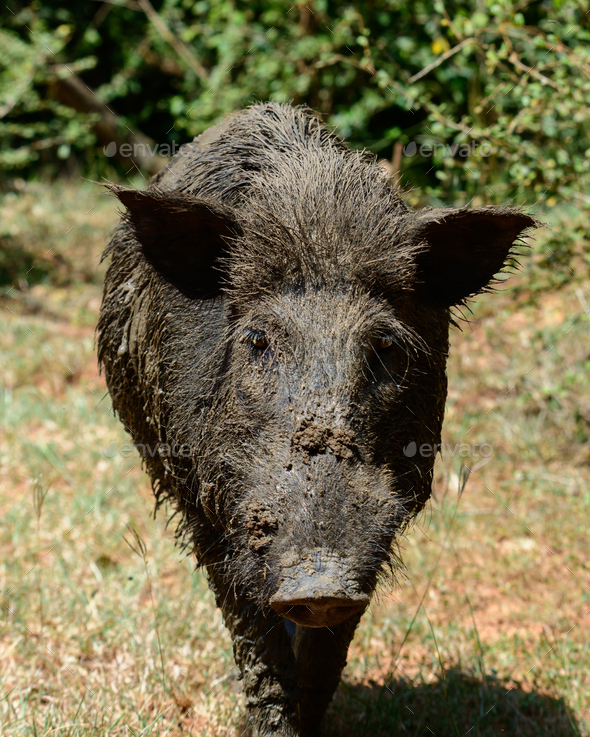 Wild boar walking up to the safari jeep, close up front view shot ...
