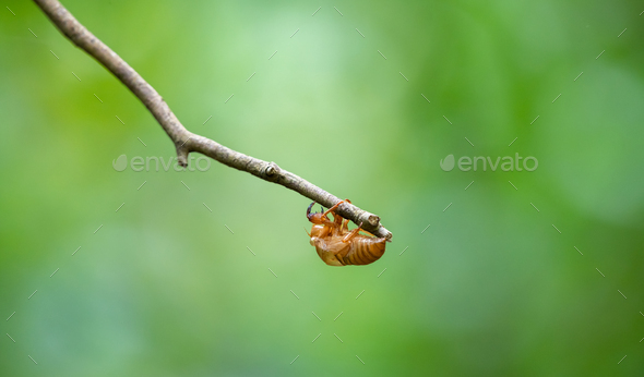 Empty Cicada exoskeleton shell hanging on a tree branch, isolated ...