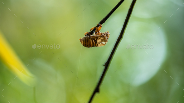 Empty Cicada exoskeleton shell hanging on a tree branch, isolated ...