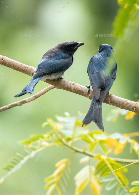 Fork-tailed drongo mother bird feeding its Juvenile drongo bird in a ...