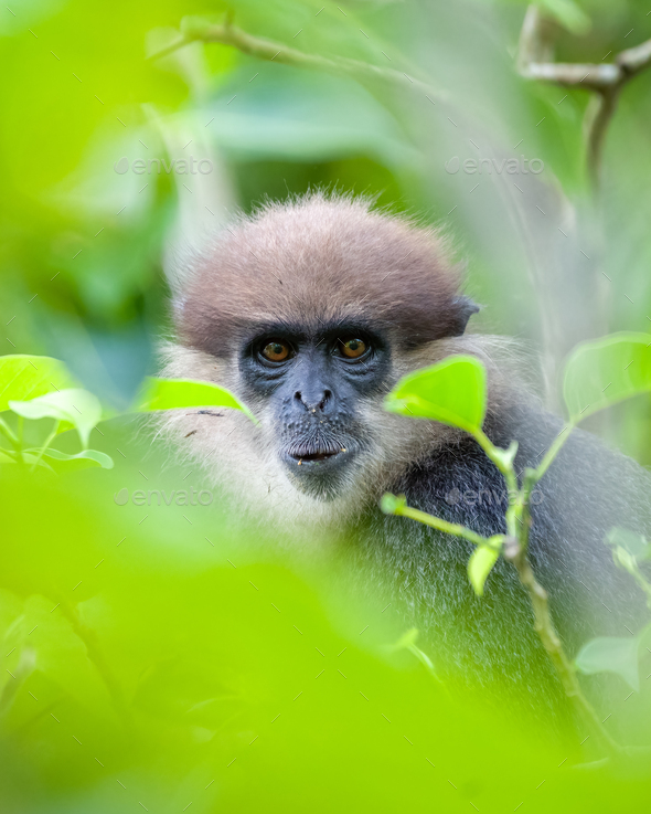Purple-faced langur monkey's facial expression was photographed through ...
